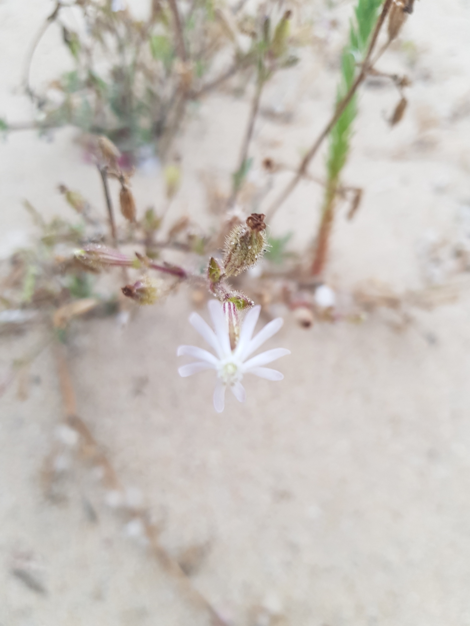 Silene nicaeensis All.