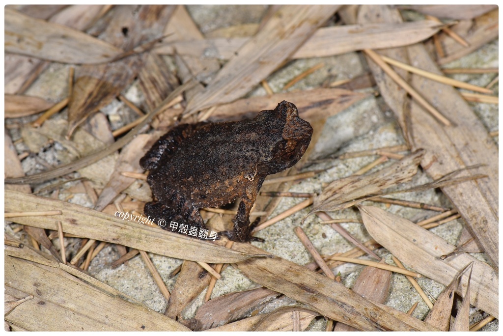 Pale-shouldered Horned Toad in May 2022 by ndjiakechong · iNaturalist
