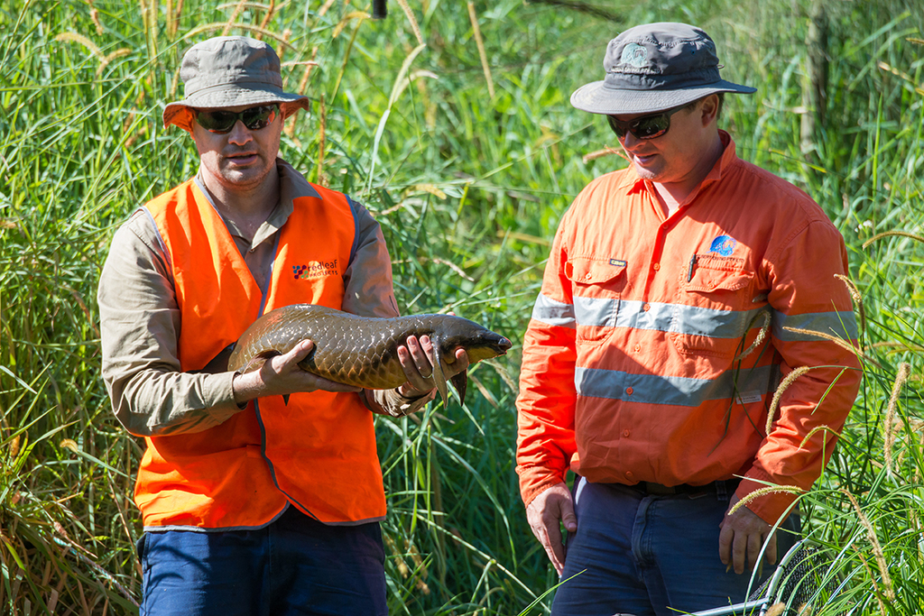 Australian Lungfish from Conondale QLD 4552, Australia on February 16 ...