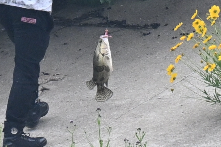 Chinese Perch (Siniperca chuatsi) - Marine Life Identification