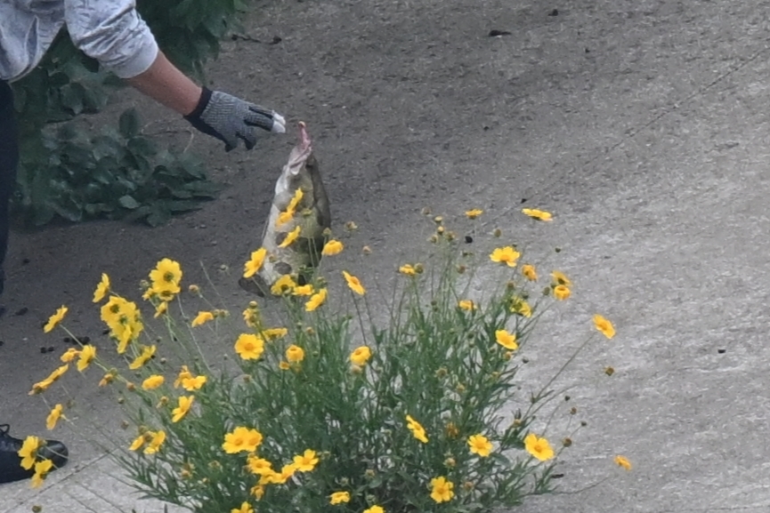 Chinese Perch (Siniperca chuatsi) - Marine Life Identification