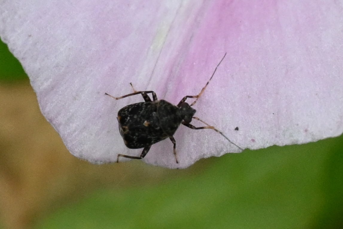 Charagochilus Fieber, 1858
