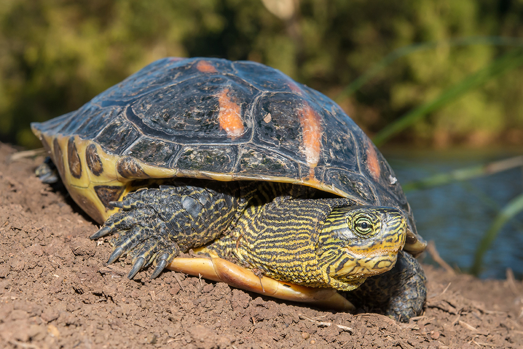 Common thread turtle from Toowoomba QLD, Australia on March 16, 2014 at ...