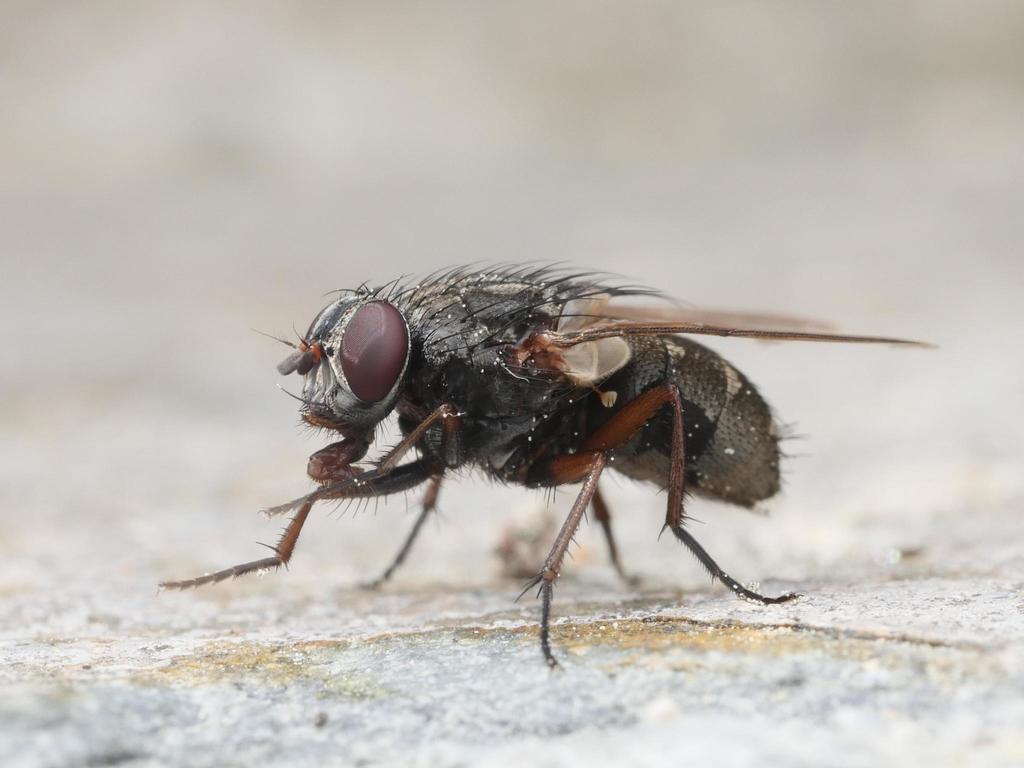 Calyptrate Flies from Charlottenburg-Wilmersdorf, Berlin, Germany on ...
