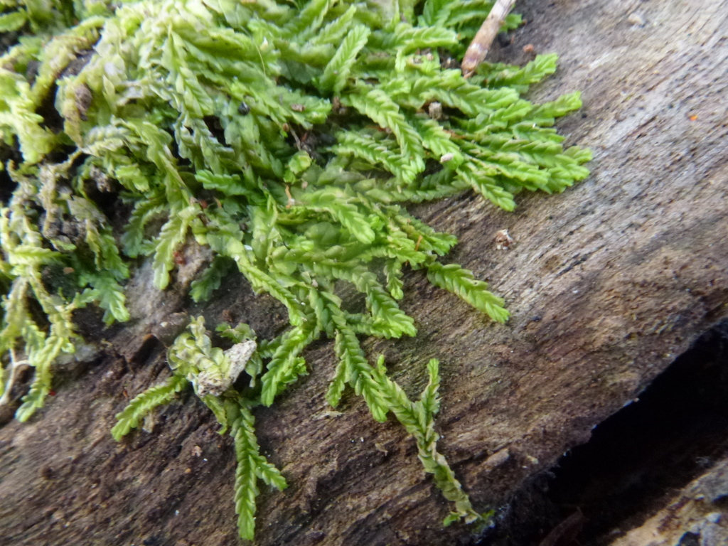 flat fern liverwort from Echunga Cemetery, SA 5153, Australia on May 20 ...
