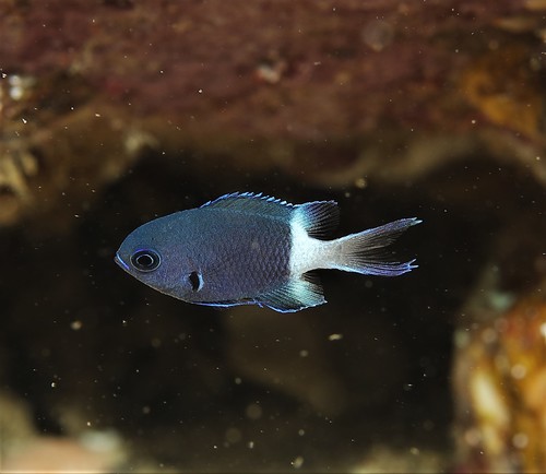 Bicolor Chromis (Fishes of Cabbage Tree Bay Aquatic Reserve, Sydney ...