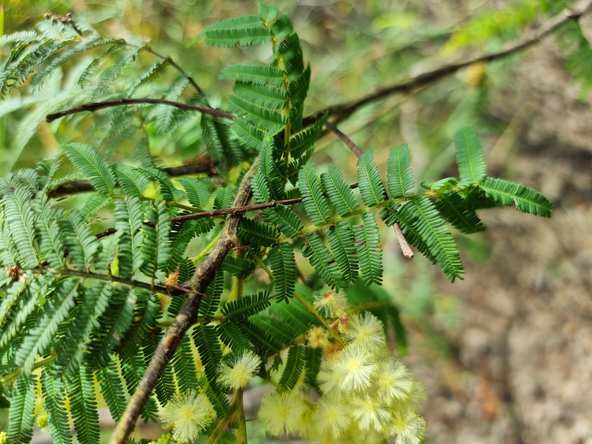 Acacia oshanesii F.Muell. & Maiden