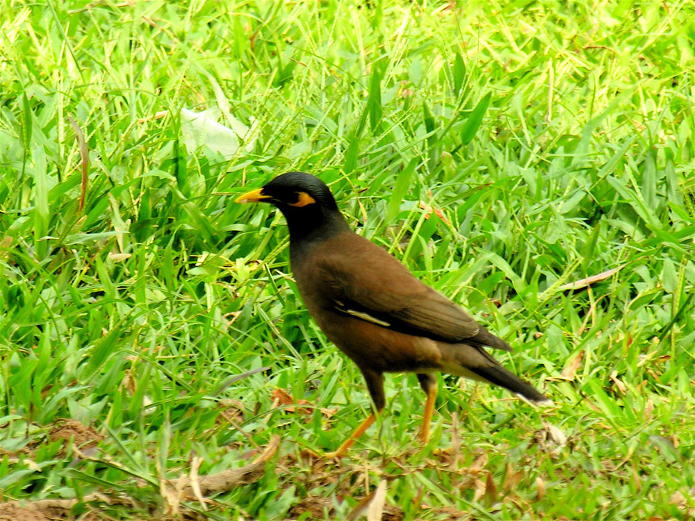 Common Myna from Chrey Thum, ភូមិព្រែកស៊ឹង, Cambogia on March 5, 2008 ...