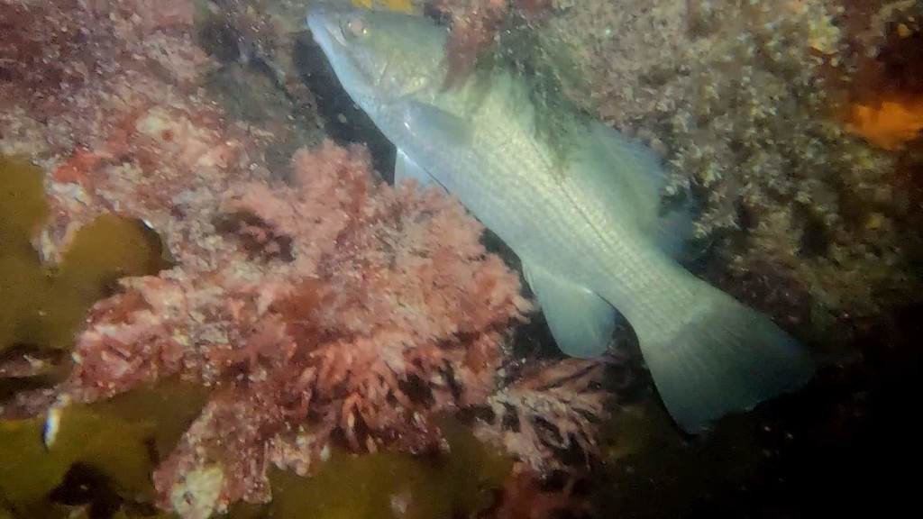 Black Sand Bass from North Mole wreck on March 12, 2022 at 07:01 PM by ...