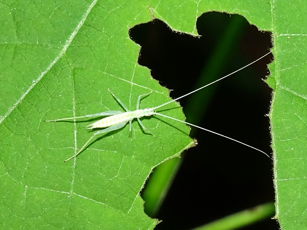 Common Tree Crickets from High Vista, Austin, TX 78759, USA on May 21 ...