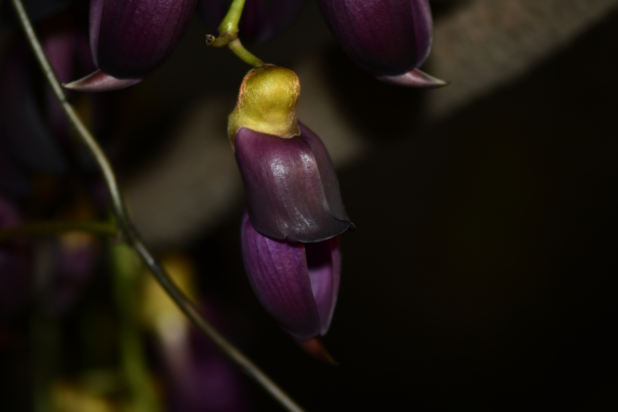 Mucuna sempervirens Hemsl.