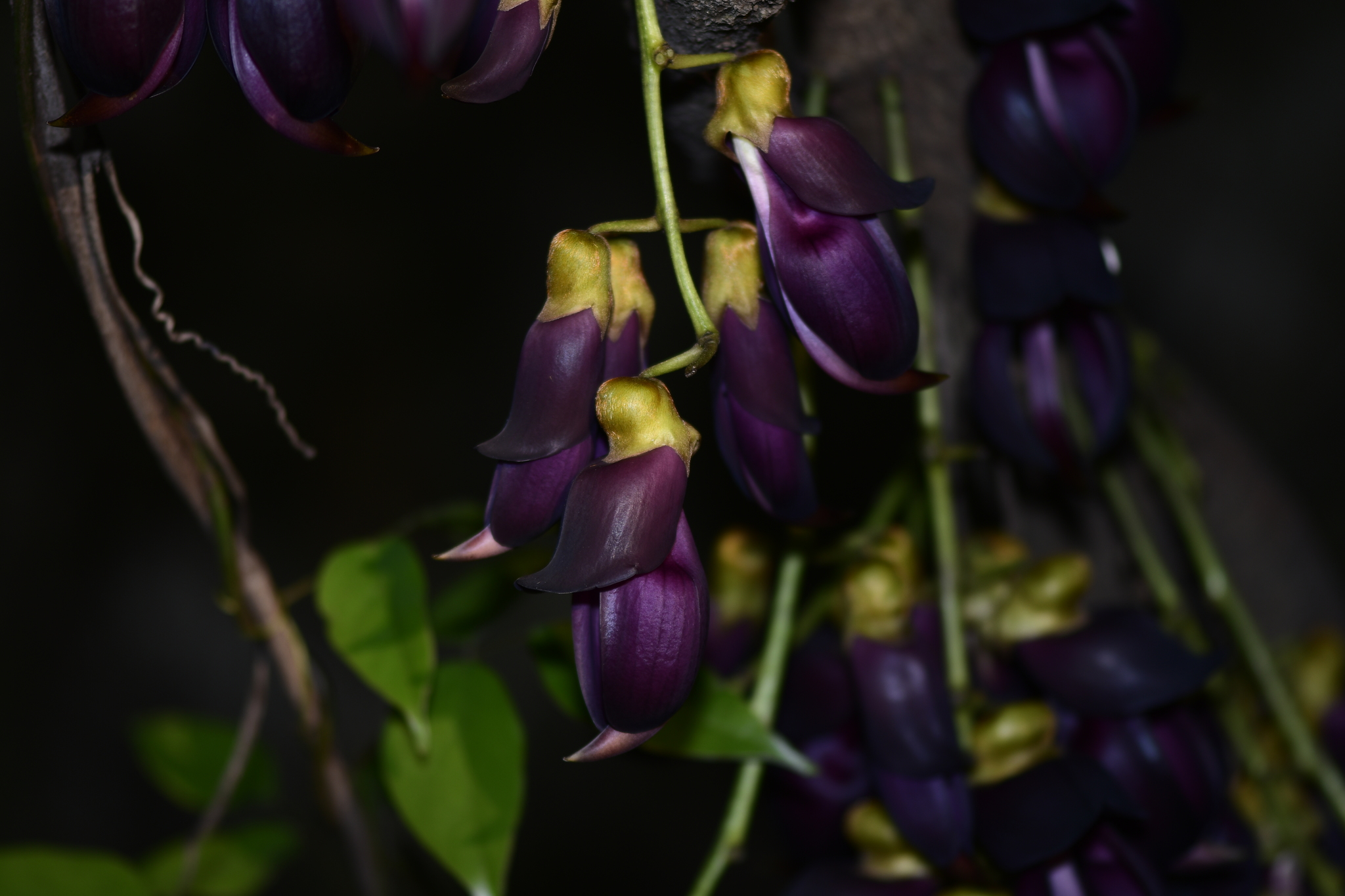 Mucuna sempervirens Hemsl.