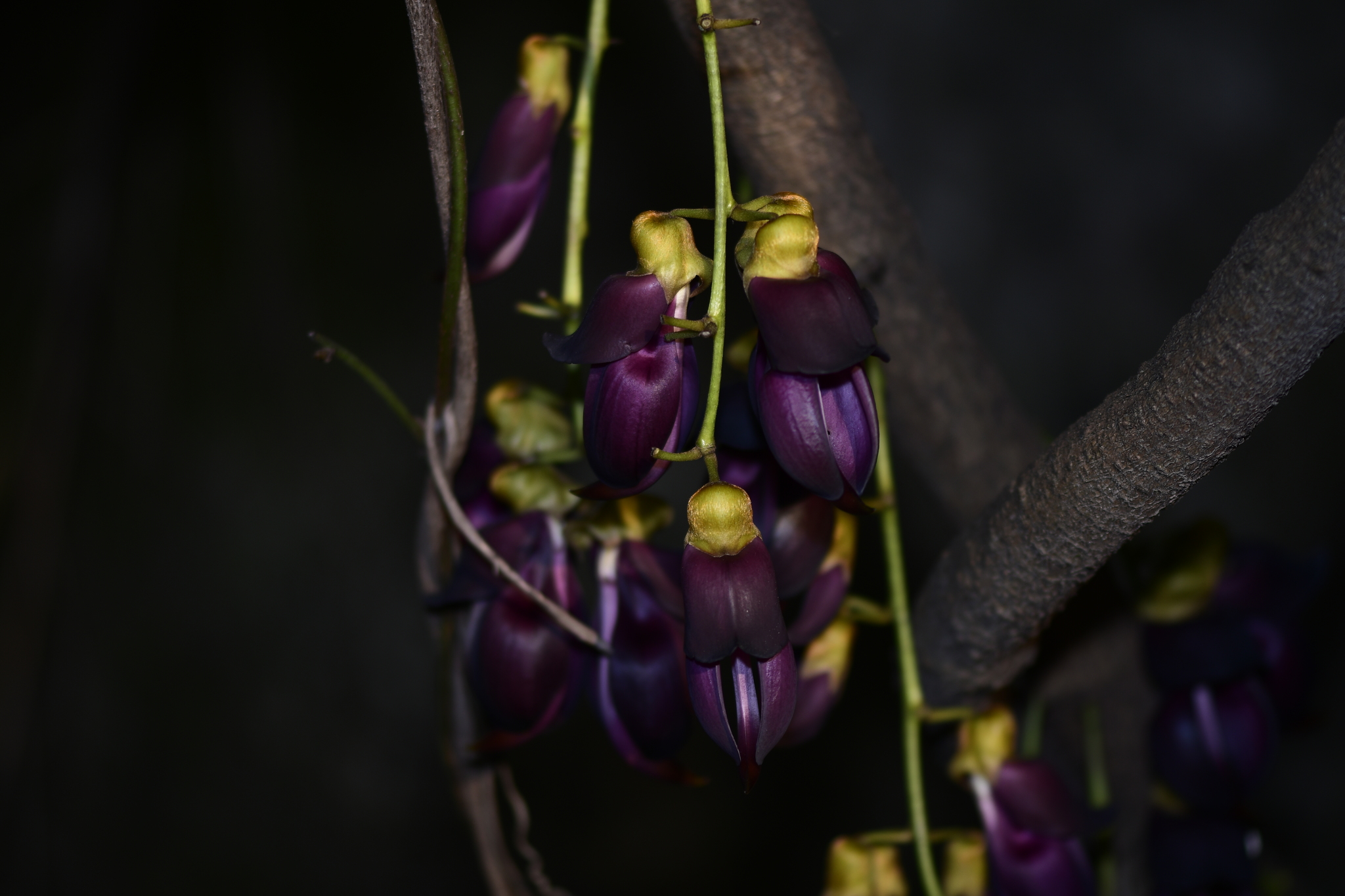 Mucuna sempervirens Hemsl.