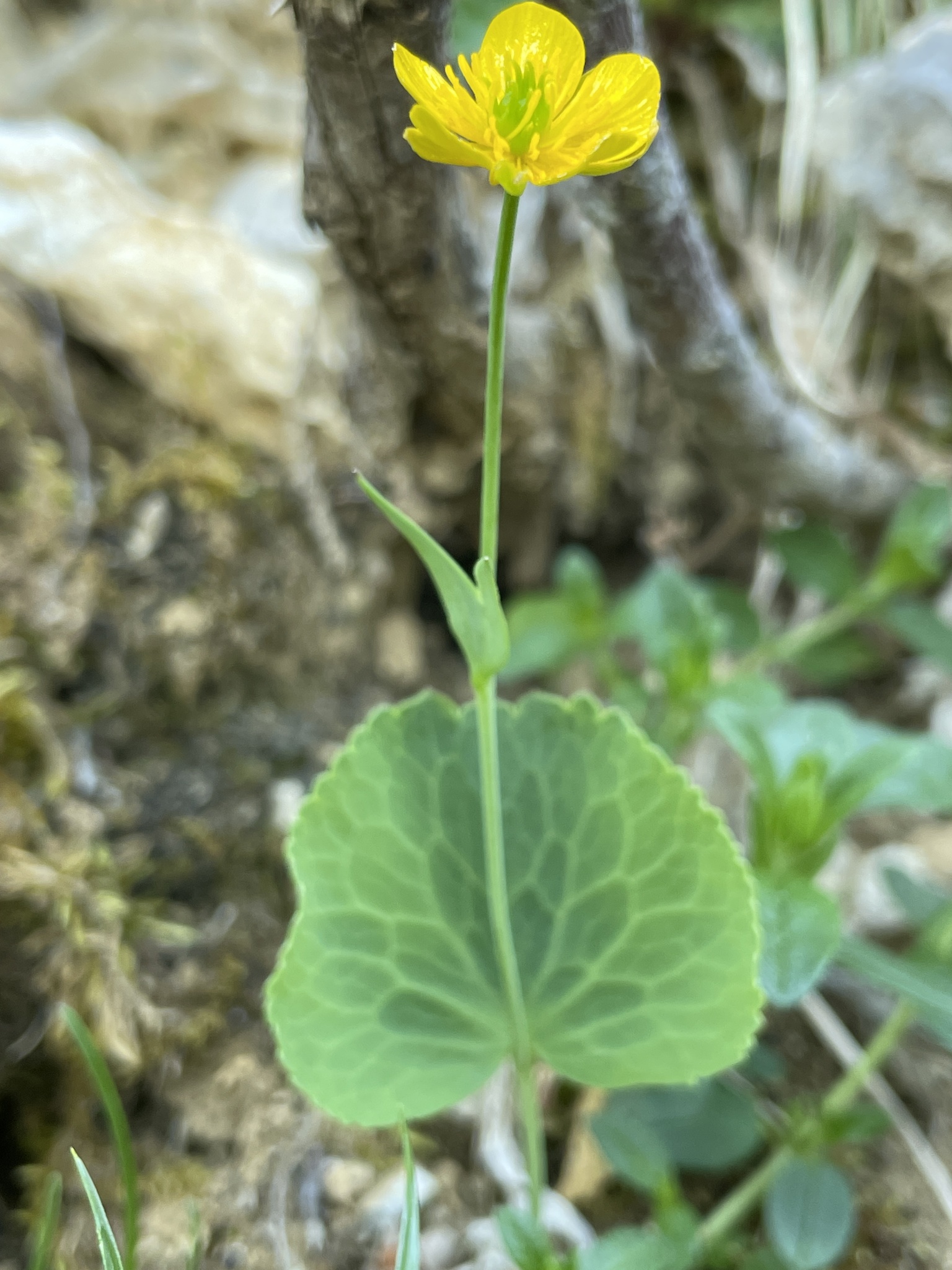 Ranunculus thora L.
