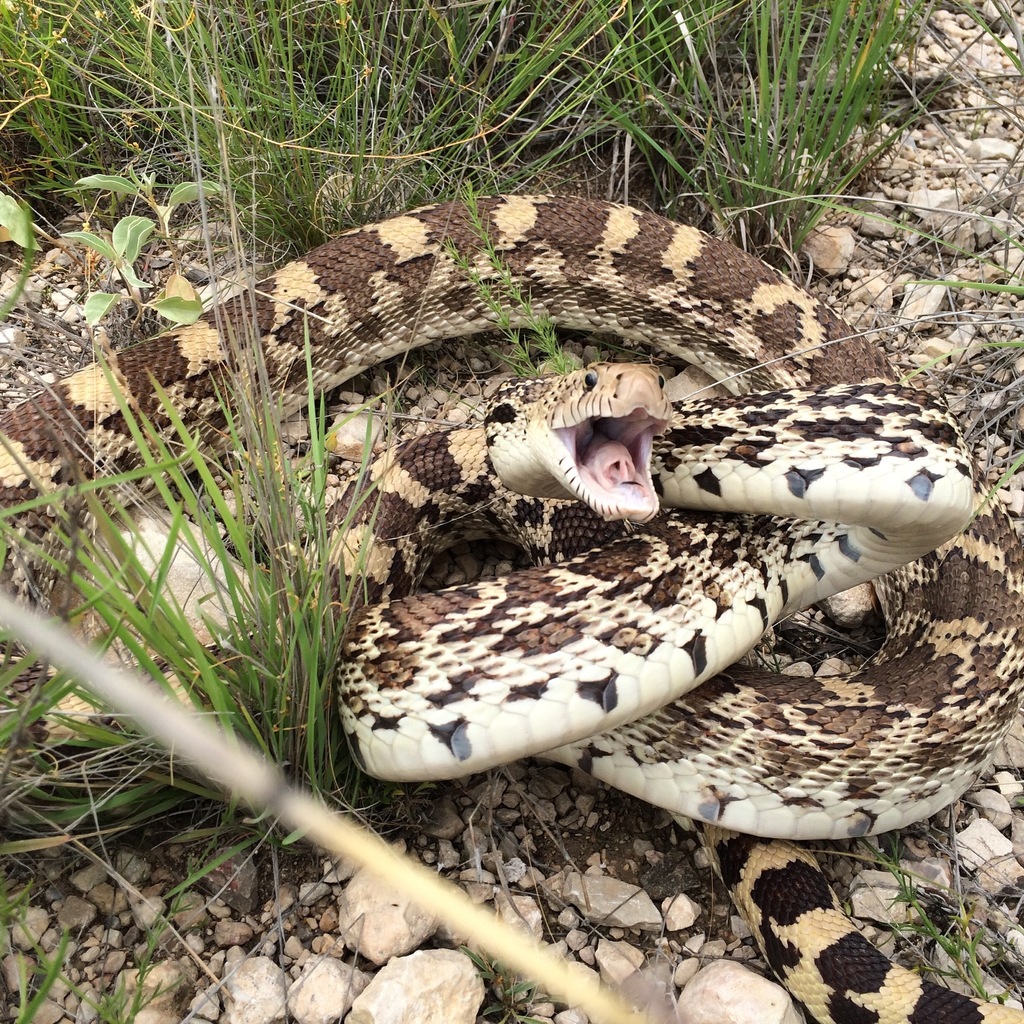Bullsnake (Pituophis catenifer sayi) - Snakes and Lizards