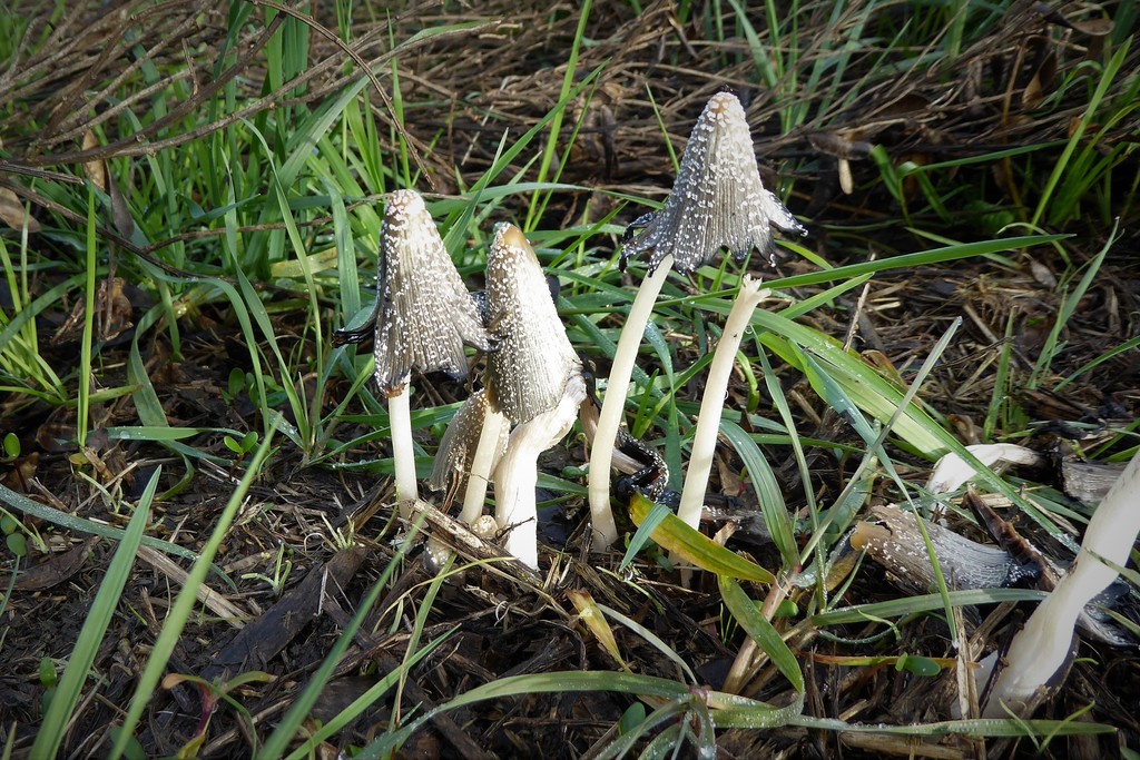 Psathyrellaceae from Concord, Dunedin, New Zealand on May 18, 2022 at ...