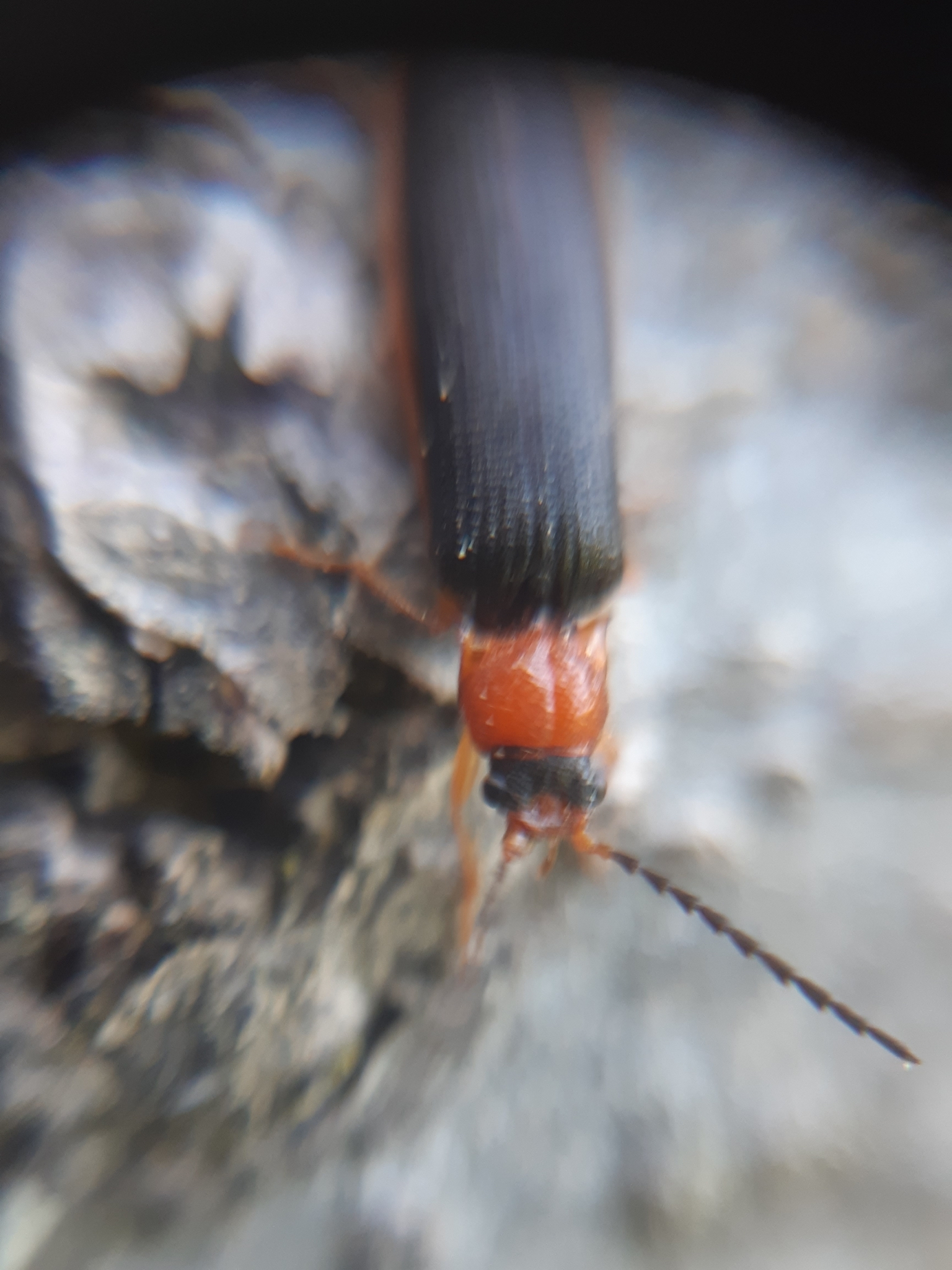 Denticollis linearis (Linnaeus, 1758)