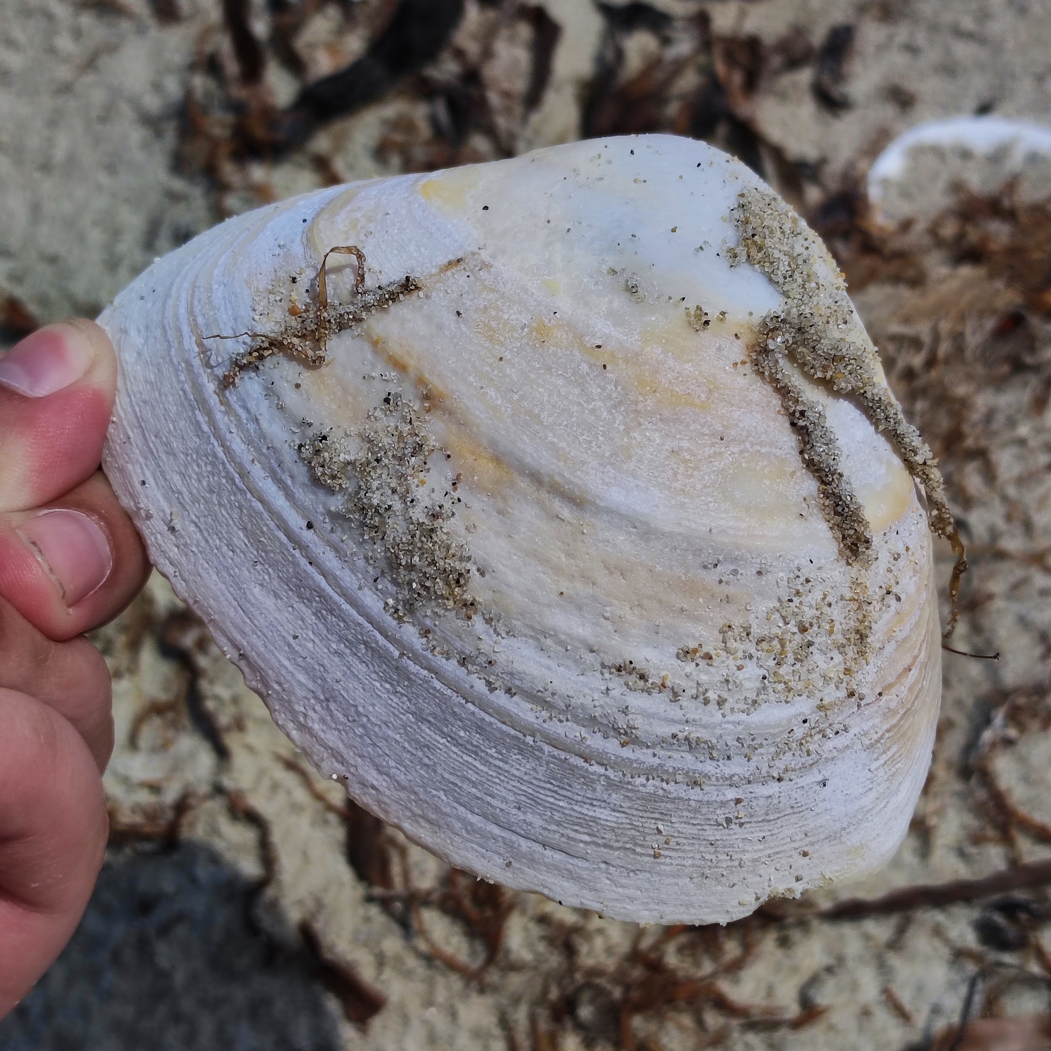 Spisula sachalinensis (Schrenck, 1862)