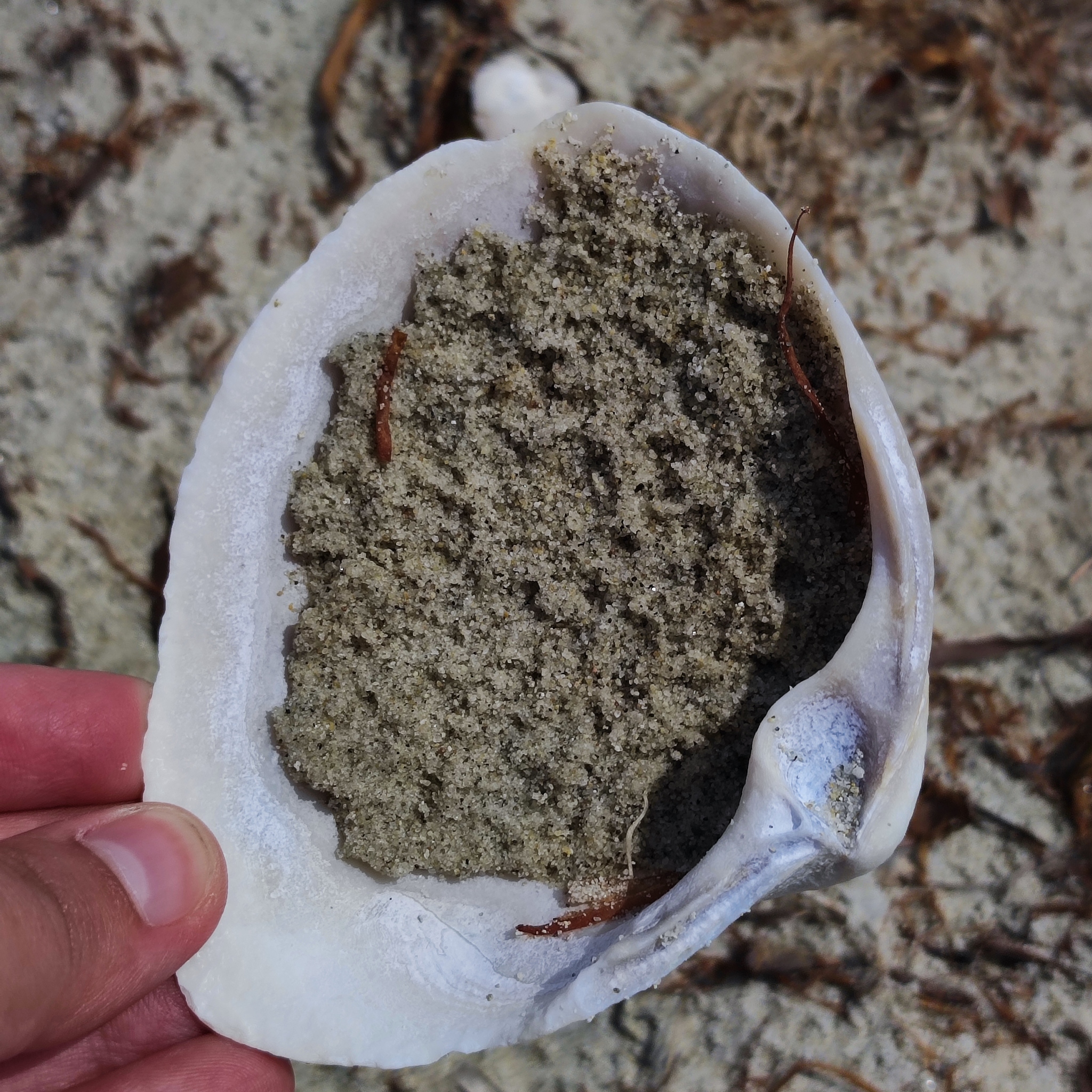 Spisula sachalinensis (Schrenck, 1862)