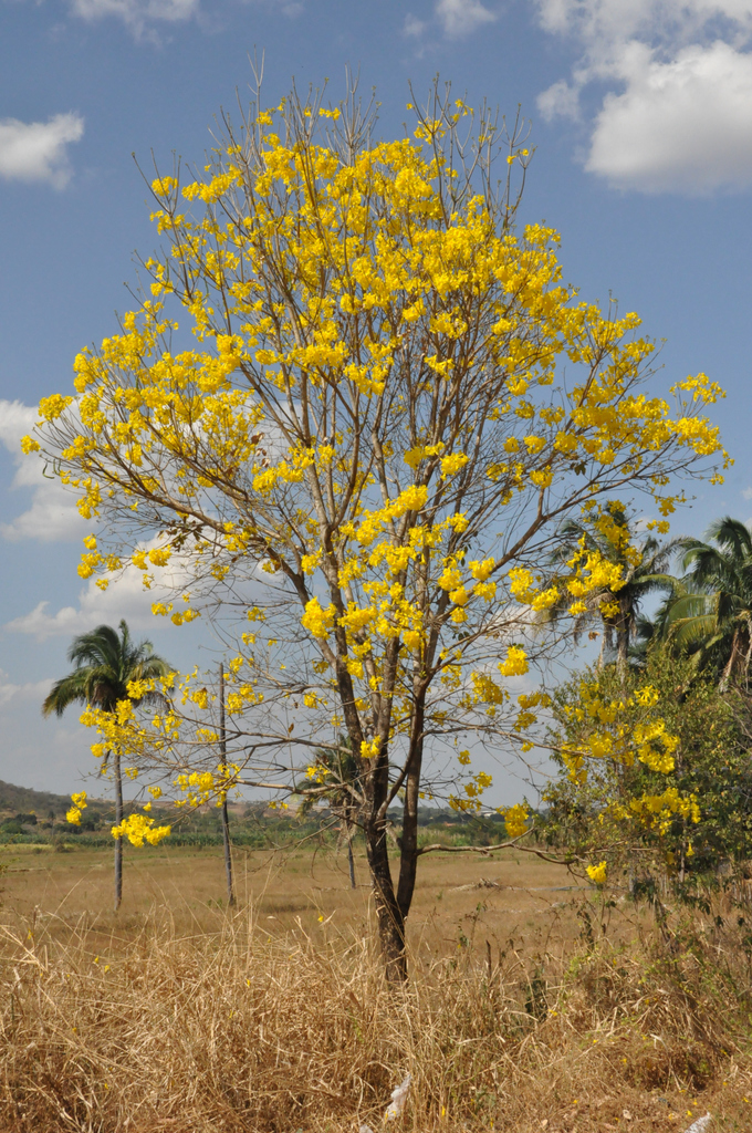 yellow poui from Barbalha - CE, Brasil on September 26, 2014 at 02:25 ...