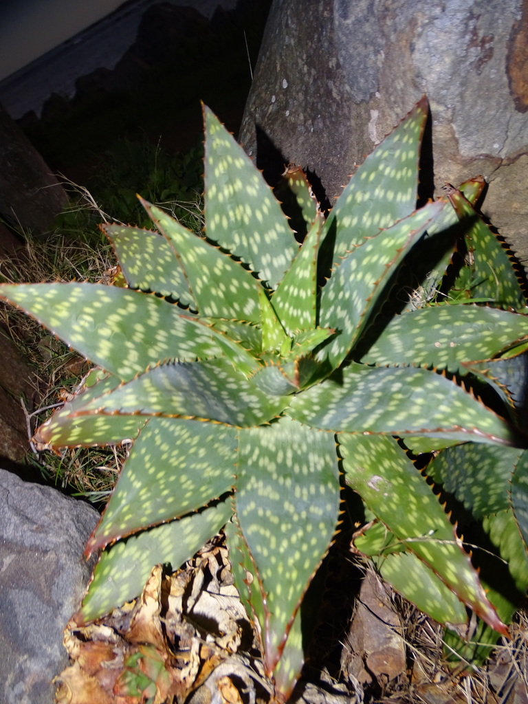 soap aloe from Breaker Bay, Wellington 6022, New Zealand on May 21 ...