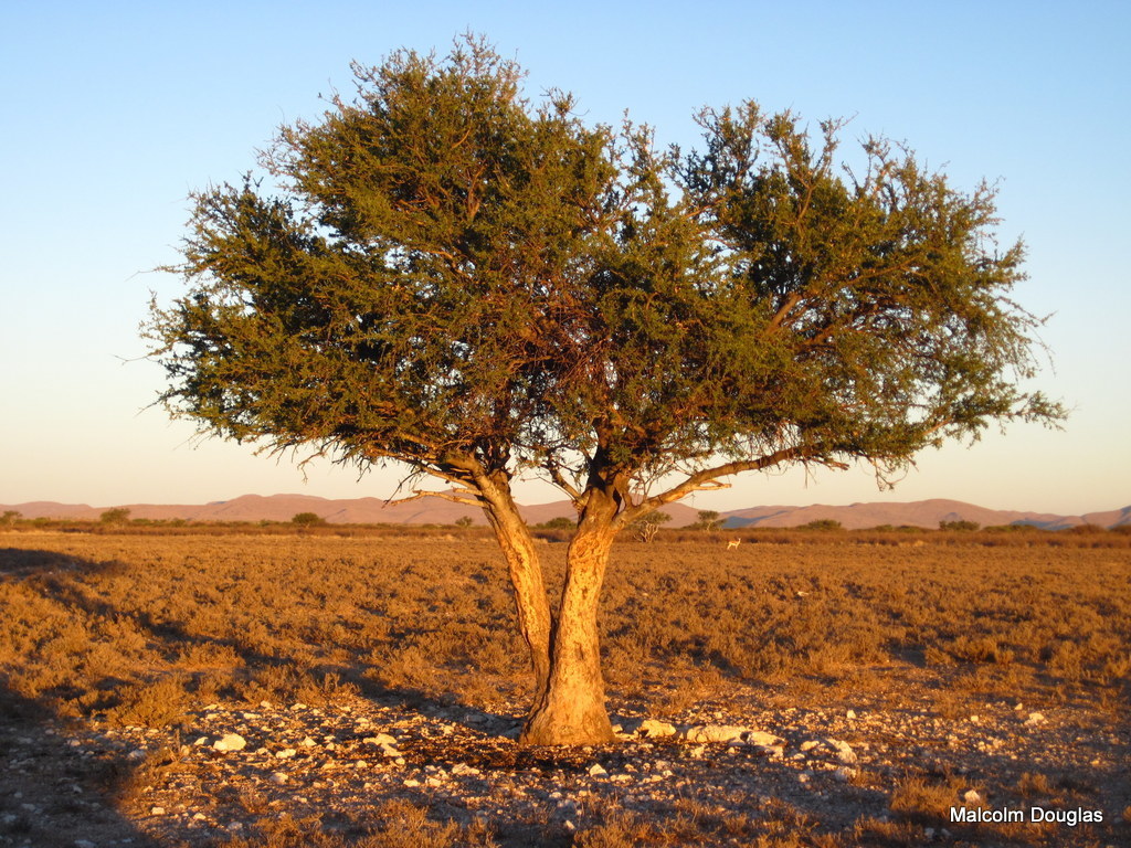Shepherds tree from Farm Korranaberg 296, Van Zylsrus, 8467, South ...
