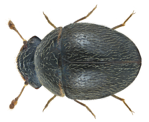 Clambus armadillo · iNaturalist
