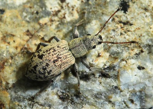 Phyllobius fumigatus · iNaturalist