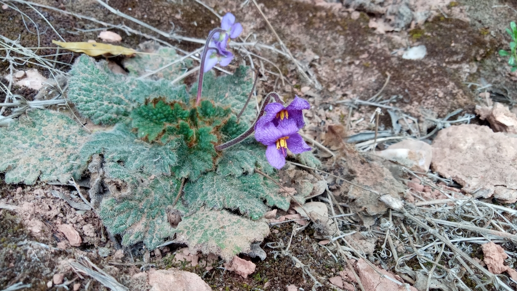 Pyrenean Violet from Bruch, 08294, Barcelona, España on May 21, 2022 at ...