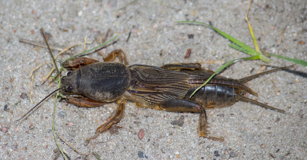 European Mole Cricket (Insects - Wild Latitudes Borneo Tour) · iNaturalist