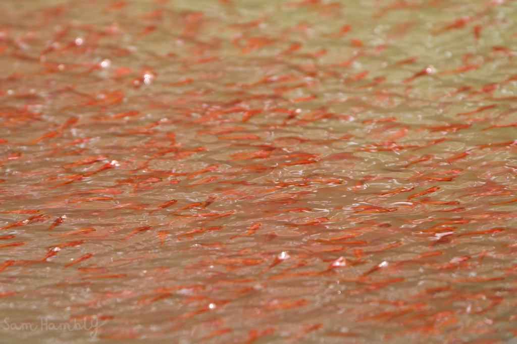 Striped Snakehead (Channa striata) - Marine Life Identification