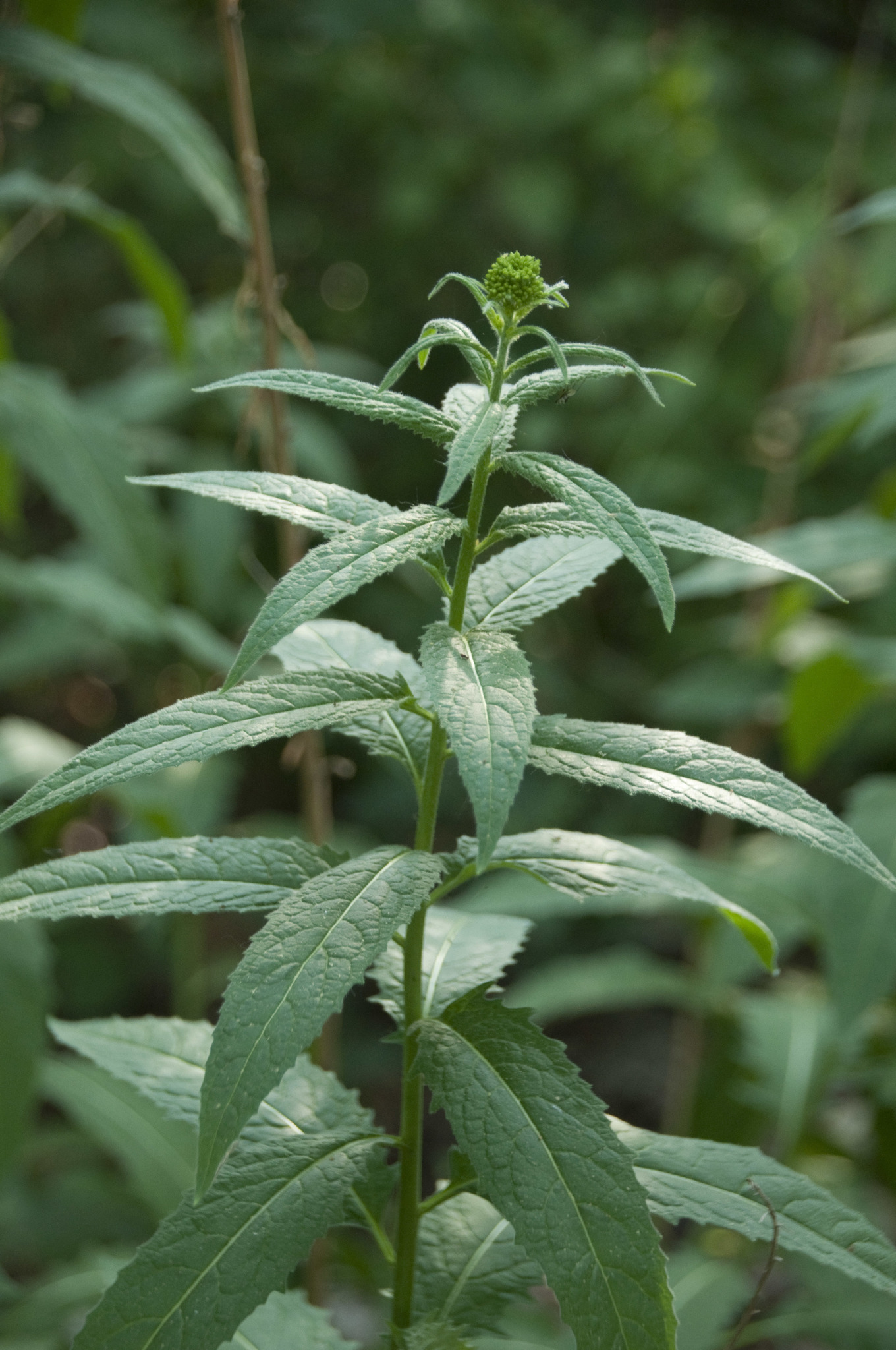 Sisymbrium strictissimum L.