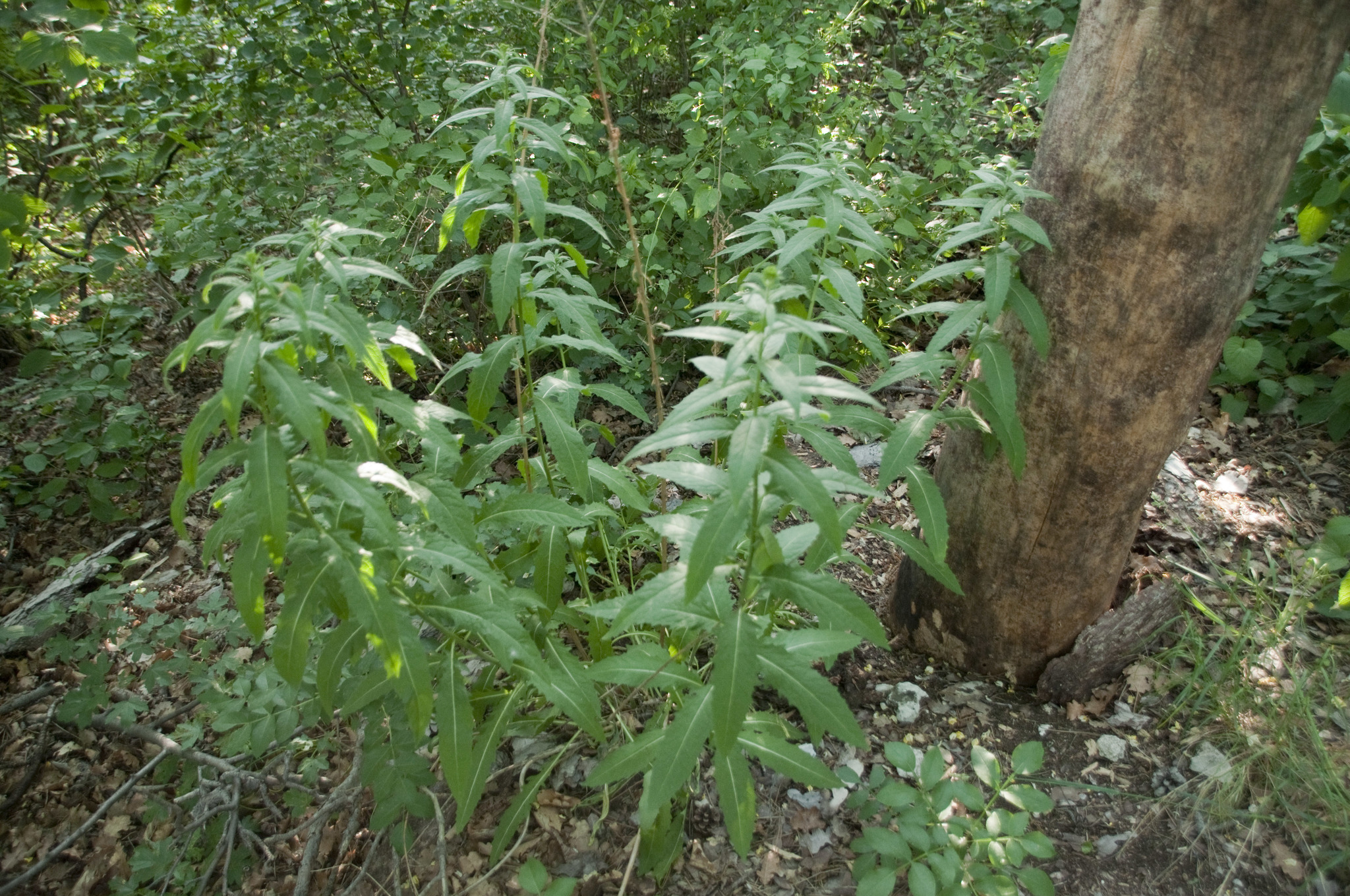 Sisymbrium strictissimum L.