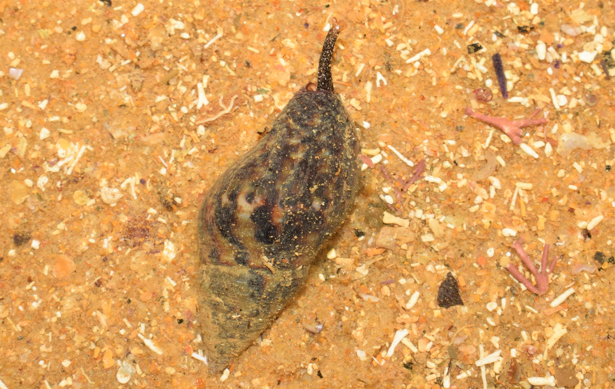 Pisania pusio (Linnaeus, 1758)