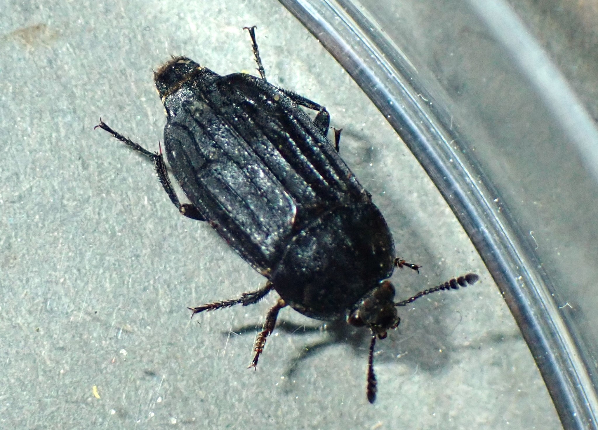 Thanatophilus sinuatus (Fabricius, 1775)