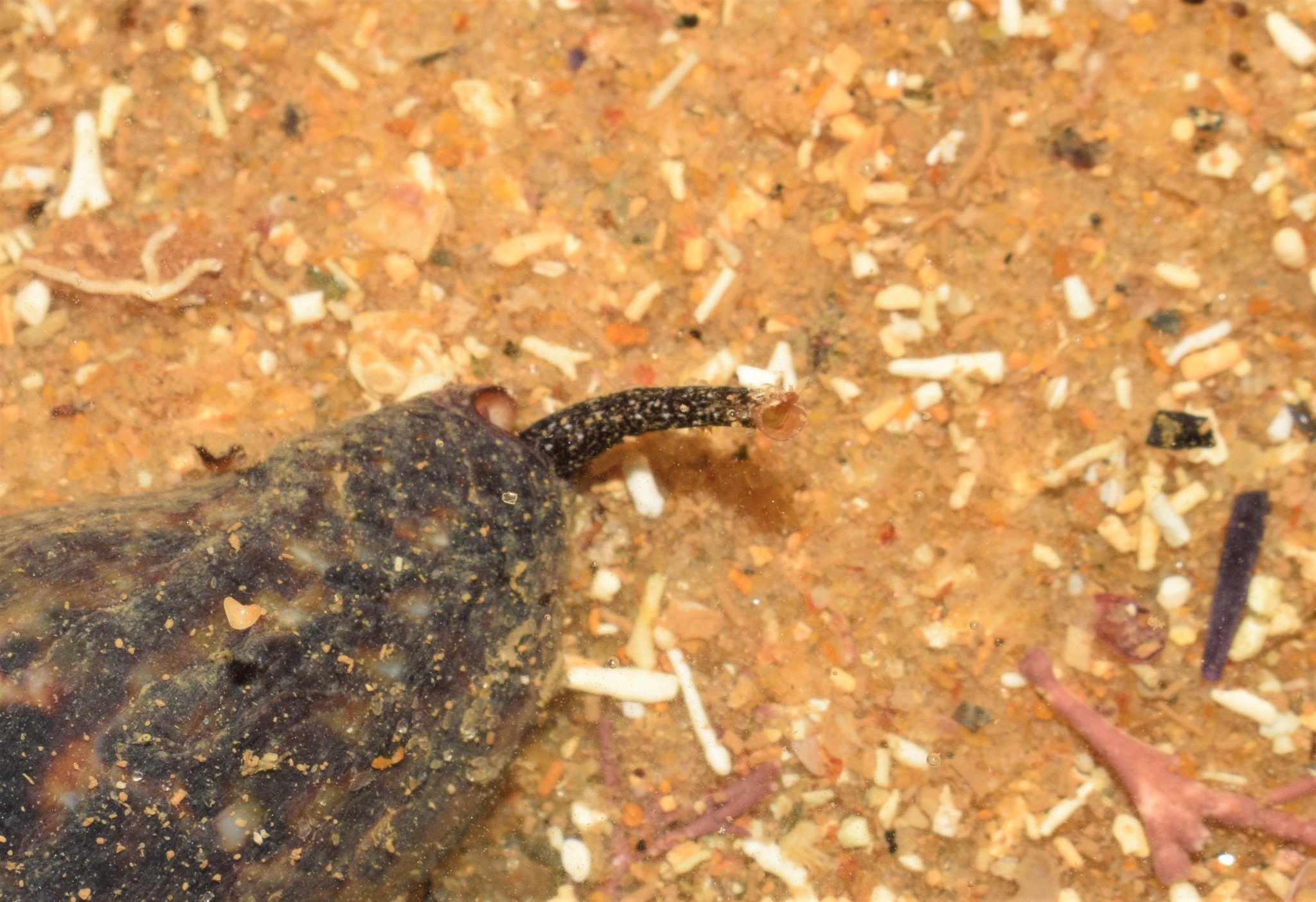 Pisania pusio (Linnaeus, 1758)