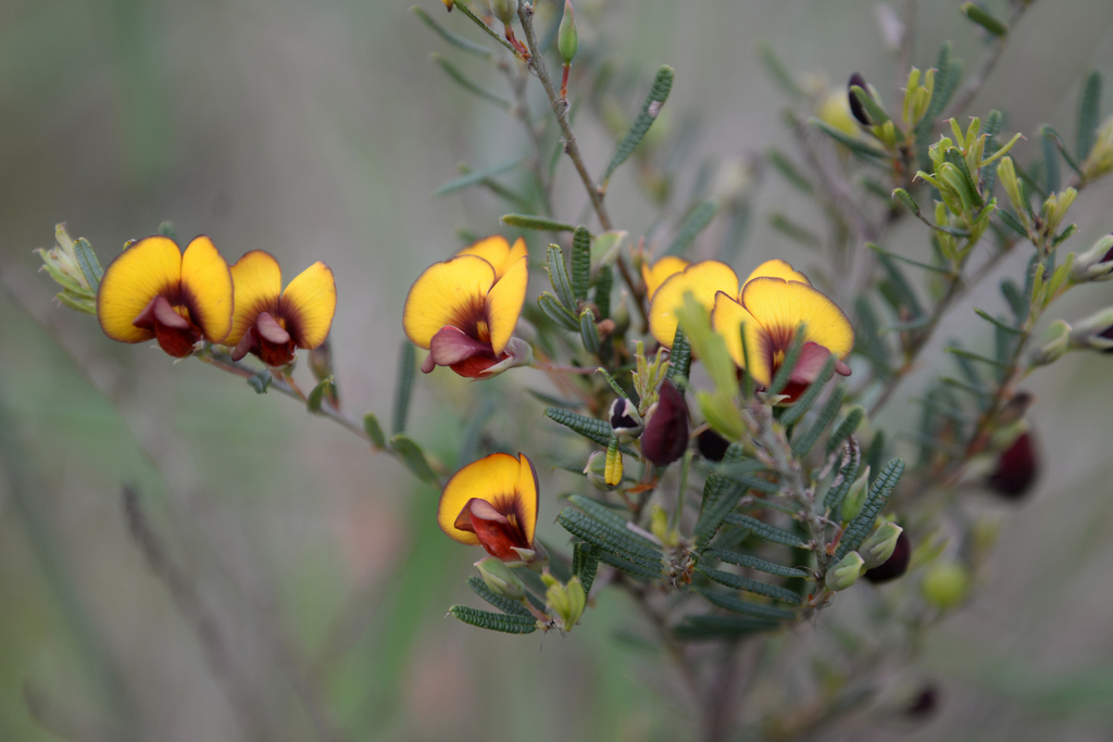 common brown pea (Bossiaea eriocarpa) - Botanical Realm