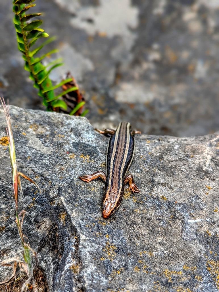 Skilton's Skink from Eugene, OR 97405, USA on May 20, 2022 at 02:01 PM ...