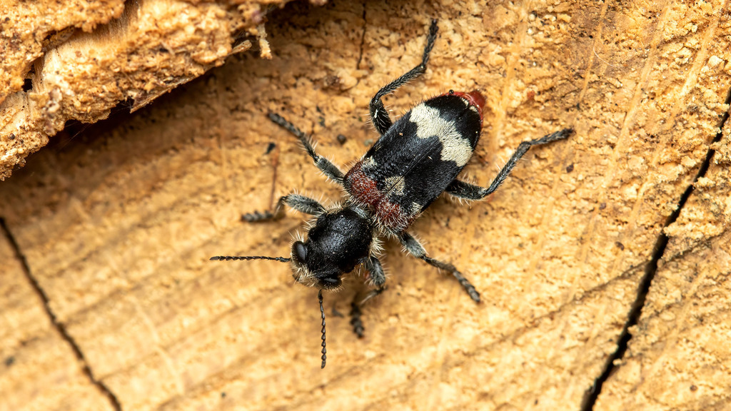 Clerus mutillarius from Mauer, 1230 Vienna, Austria on May 21, 2022 at ...