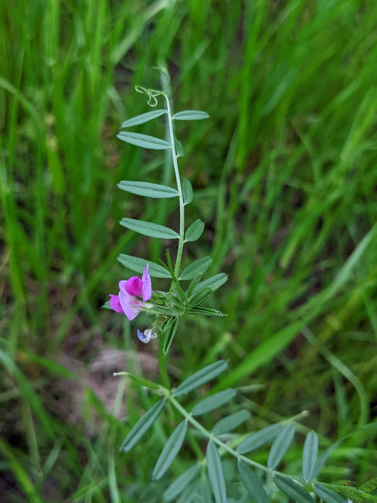 Common Vetch from Camelot, College Station, TX 77840, USA on April 10 ...