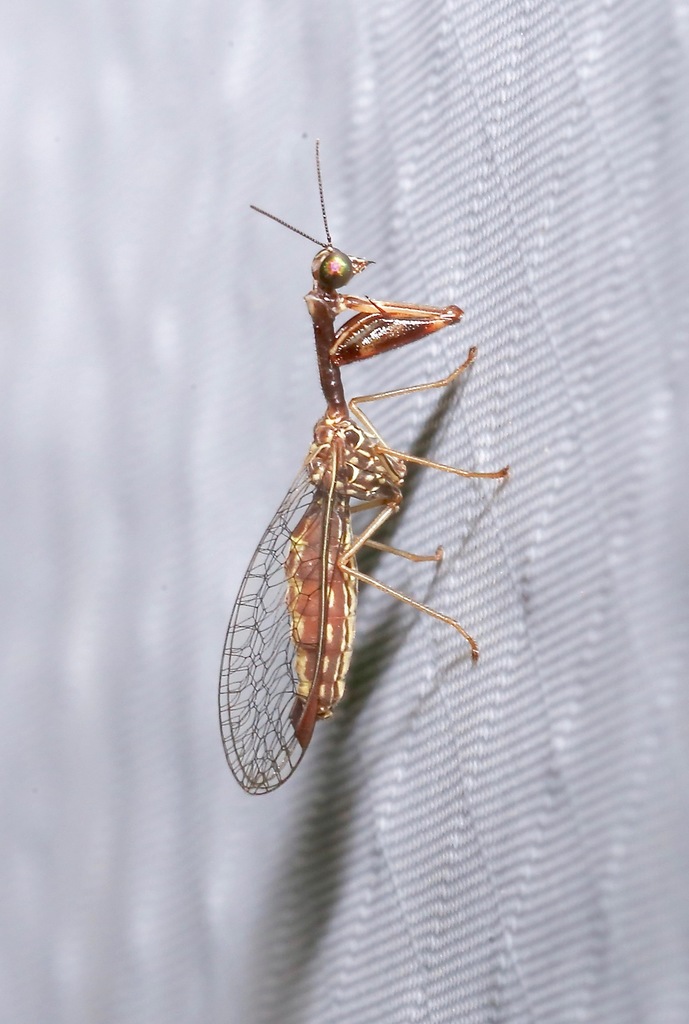 Beautiful Mantidfly from Liberty County, FL, USA on May 16, 2022 at 08: ...