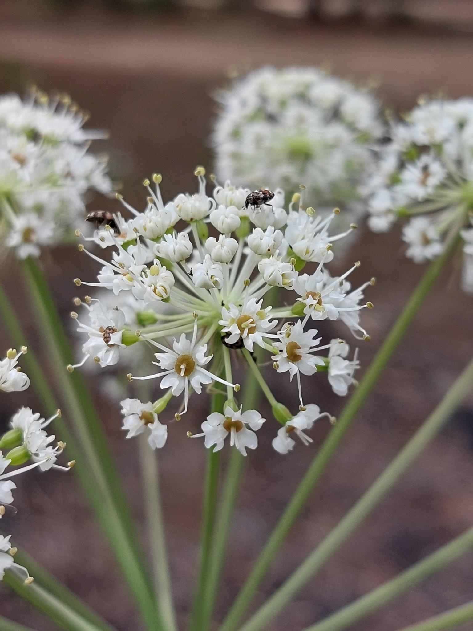 Thapsia gummifera (Desf.) Spreng.