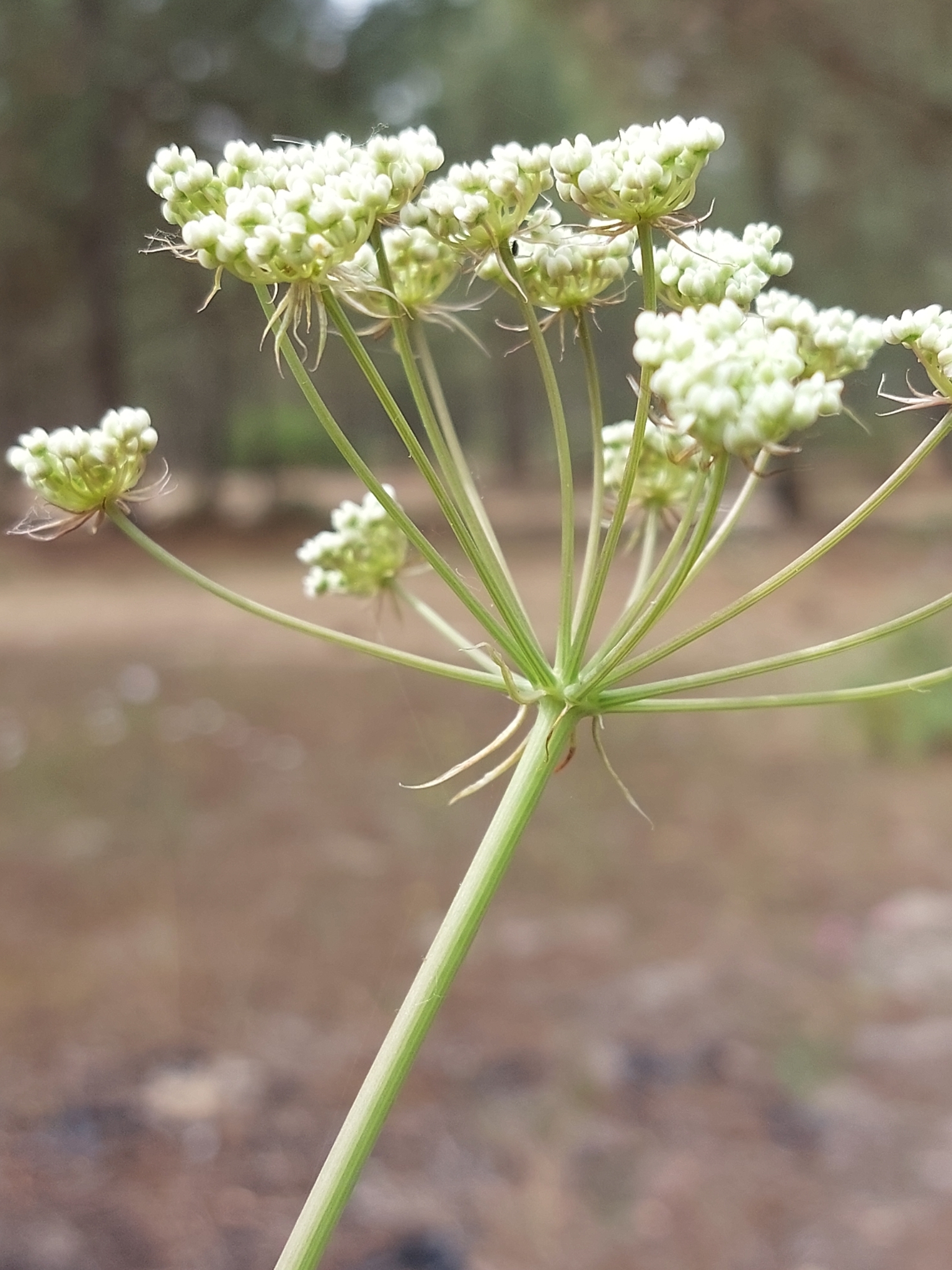 Thapsia gummifera (Desf.) Spreng.