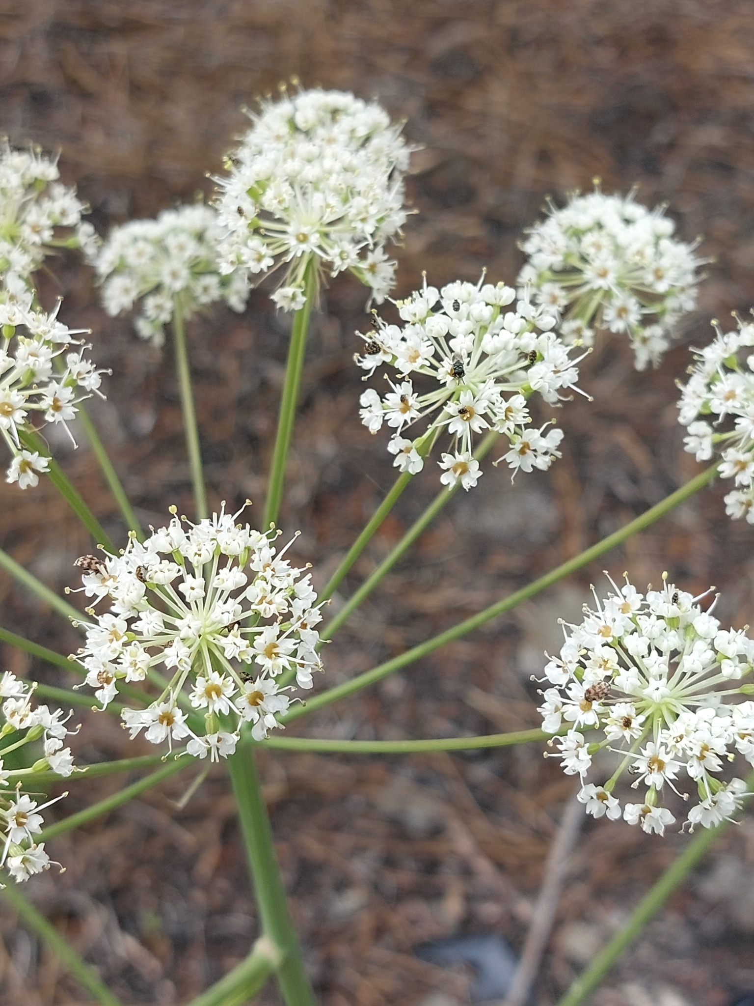 Thapsia gummifera (Desf.) Spreng.
