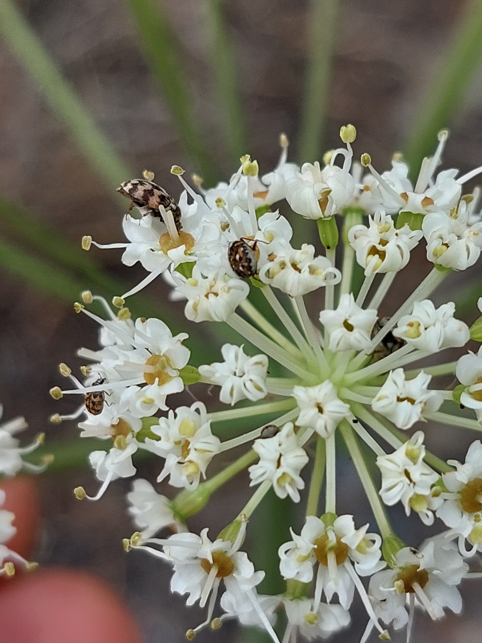 Thapsia gummifera (Desf.) Spreng.