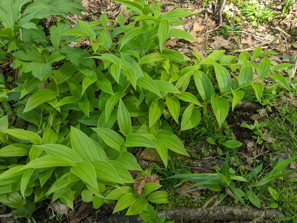 rose twisted-stalk in May 2022 by Nate Martineau · iNaturalist