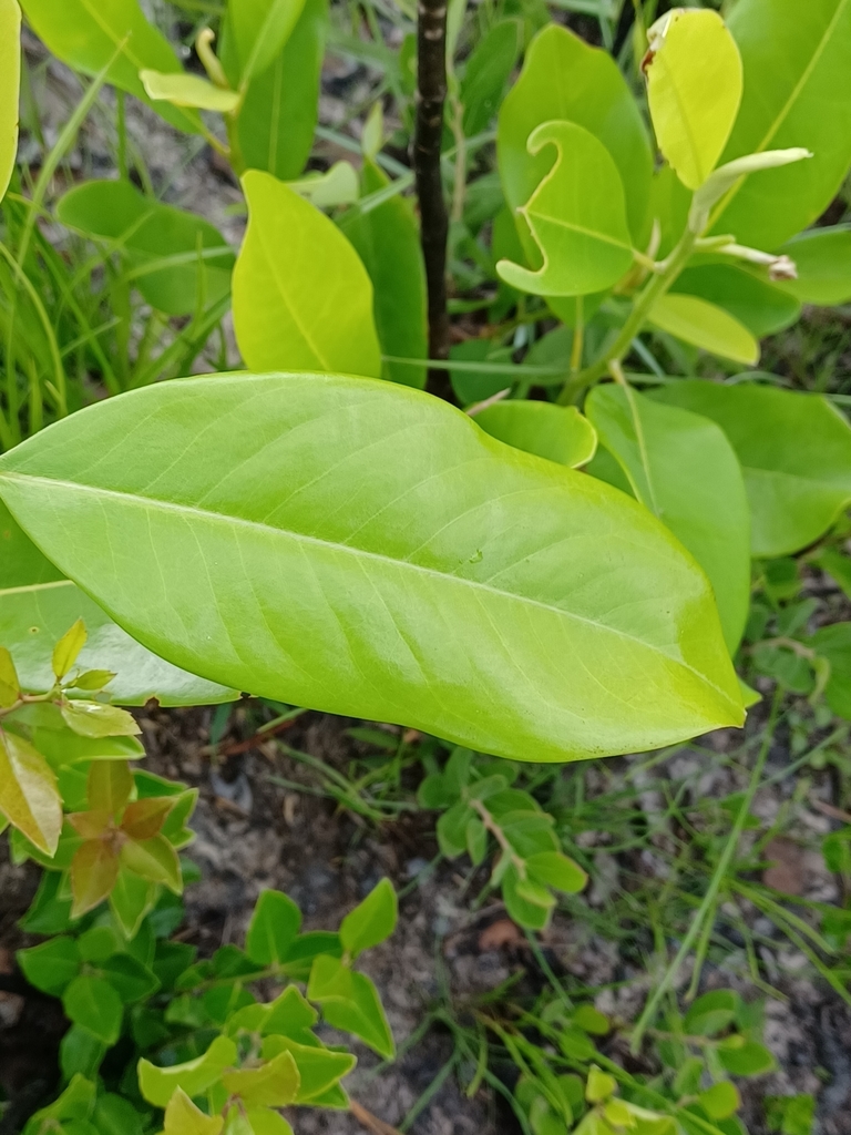 sweetbay magnolia from Buttercup Flats on May 21, 2022 at 08:57 AM by ...