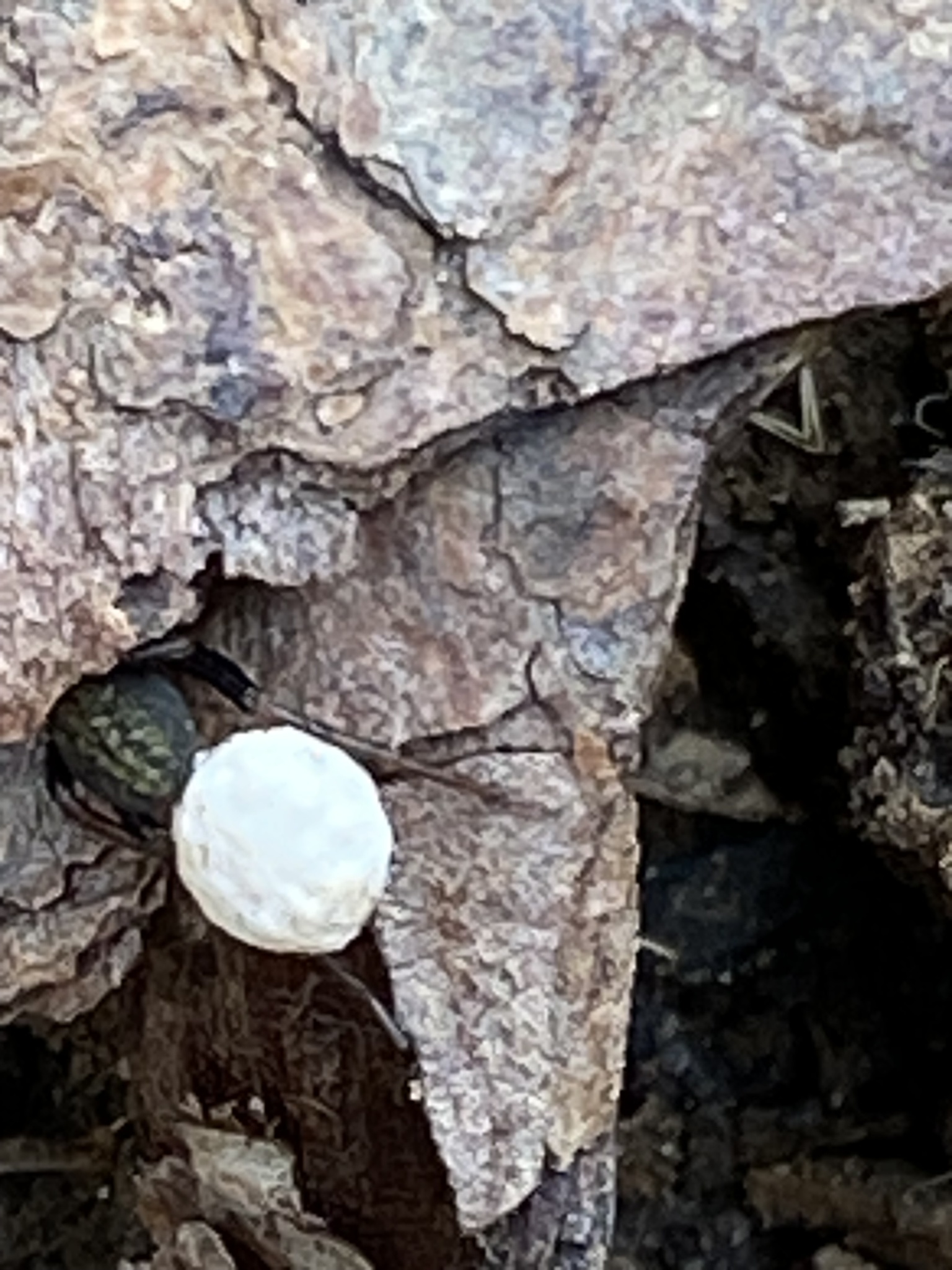 Allocosa funerea (Hentz, 1844)