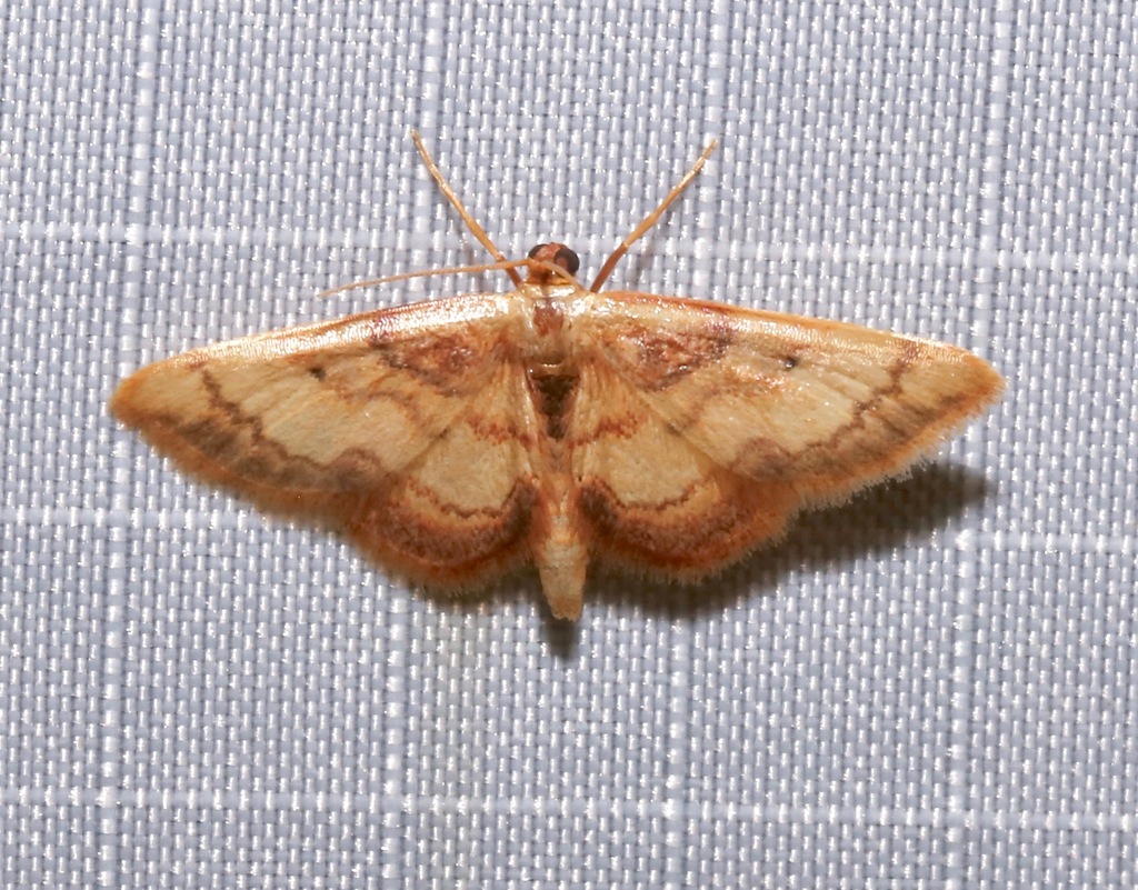 Red-bordered Wave from Liberty County, US-FL, US on May 16, 2022 by ...