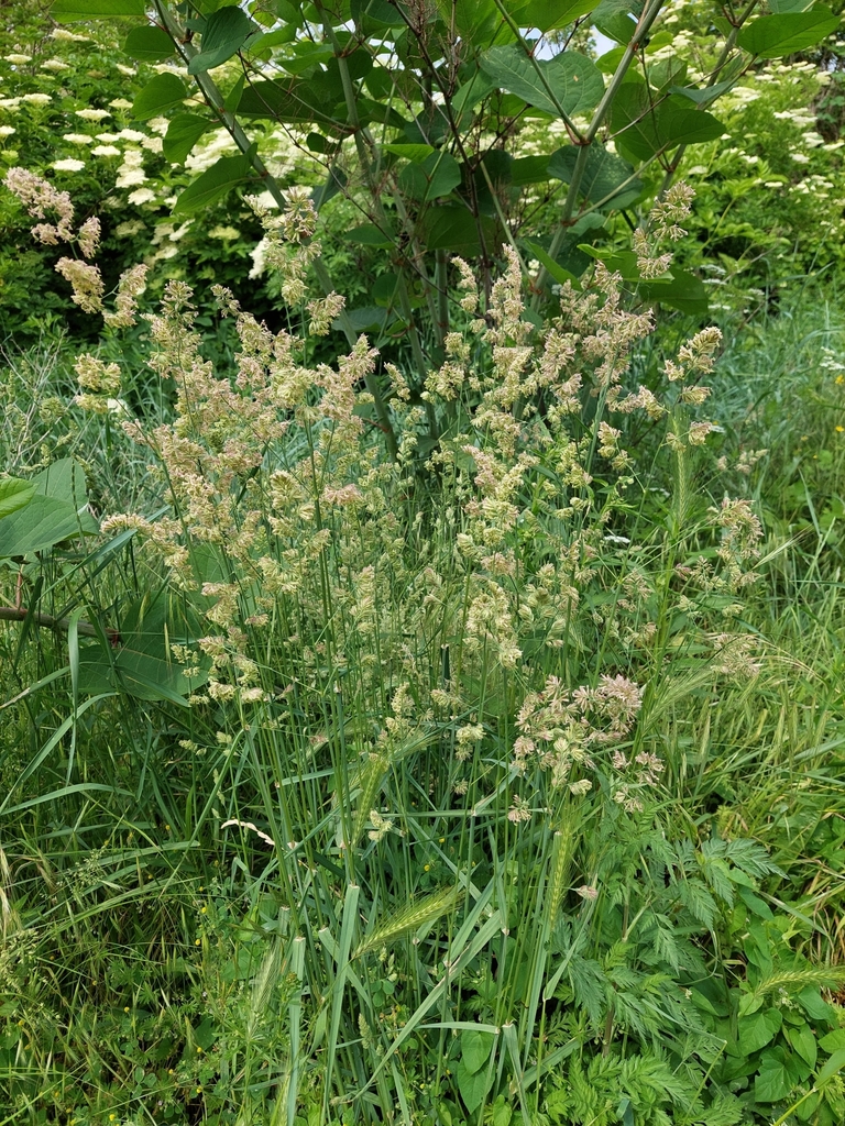 orchard grass from Vajta, Vajta, Szabadság tér, 7041 Hungary on May 21 ...